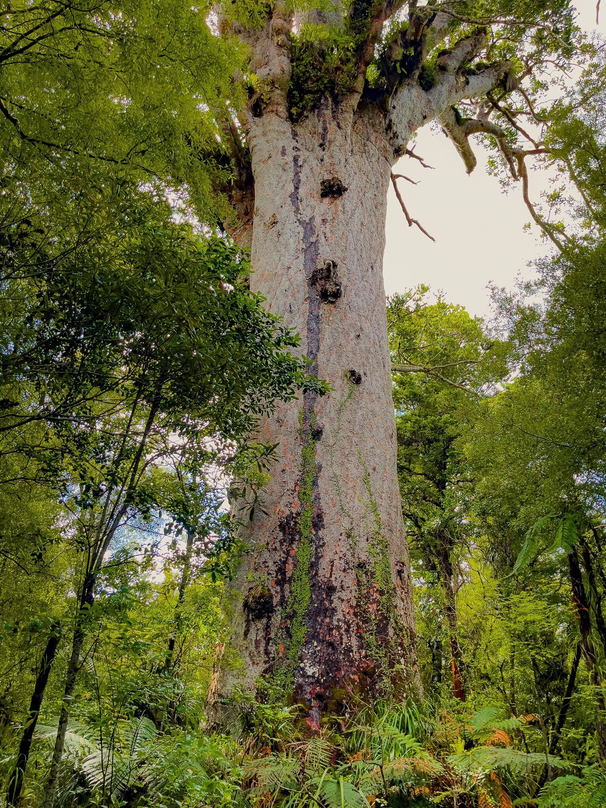 In Awe of Tāne Mahuta at Waipoua Forest | Blog - New Zealand Trip Ideas