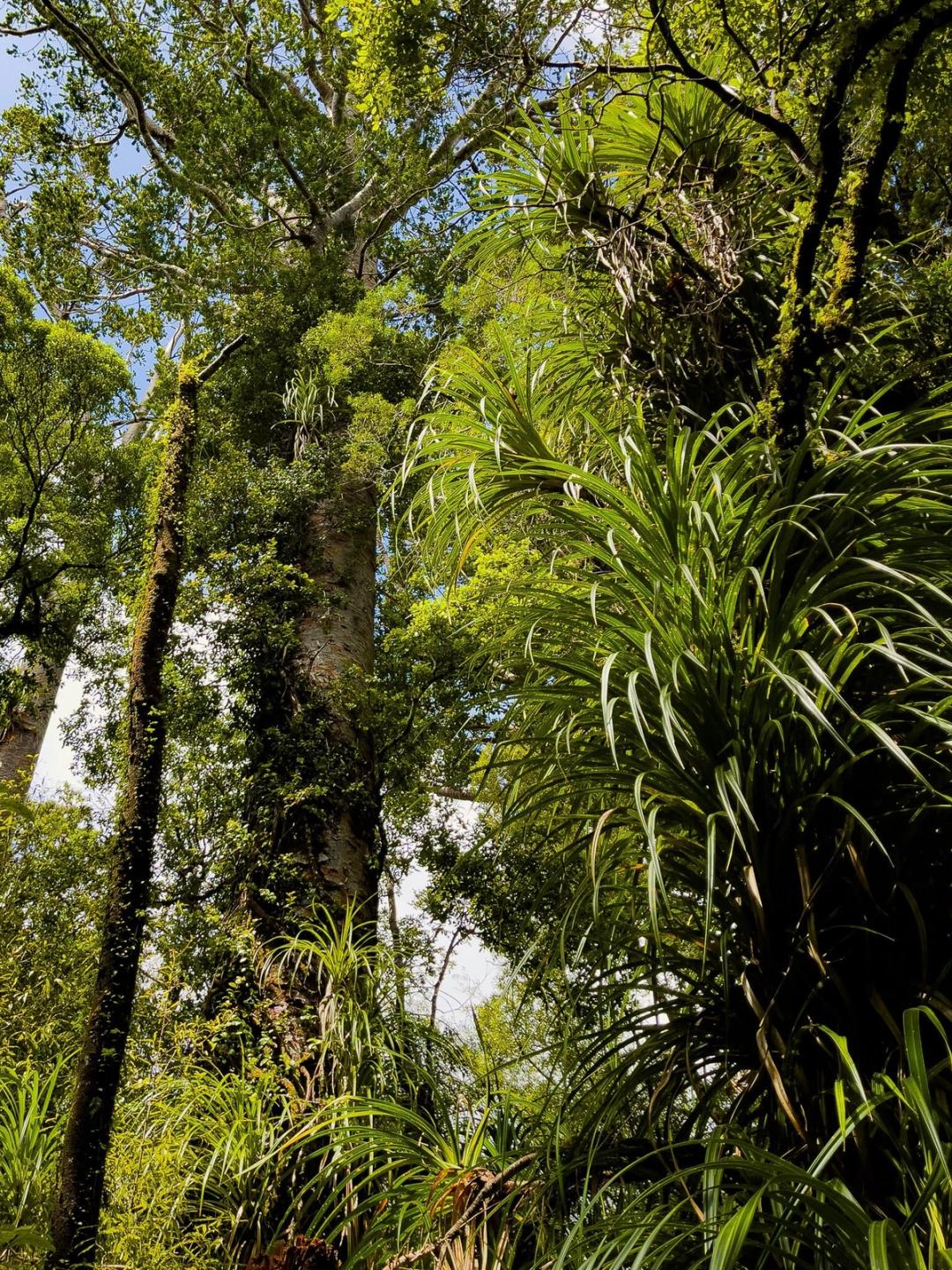 Tāne Mahuta | Kauri Coast - New Zealand Trip Ideas