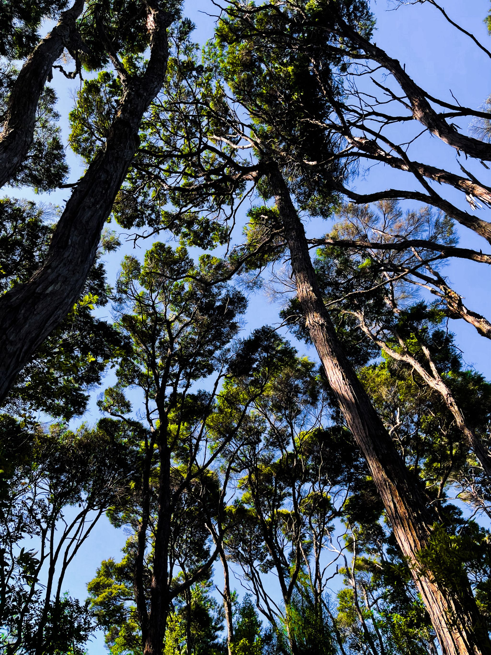 North Shore's Hidden Forest Reserves and Scenic Walks | Blog - New ...