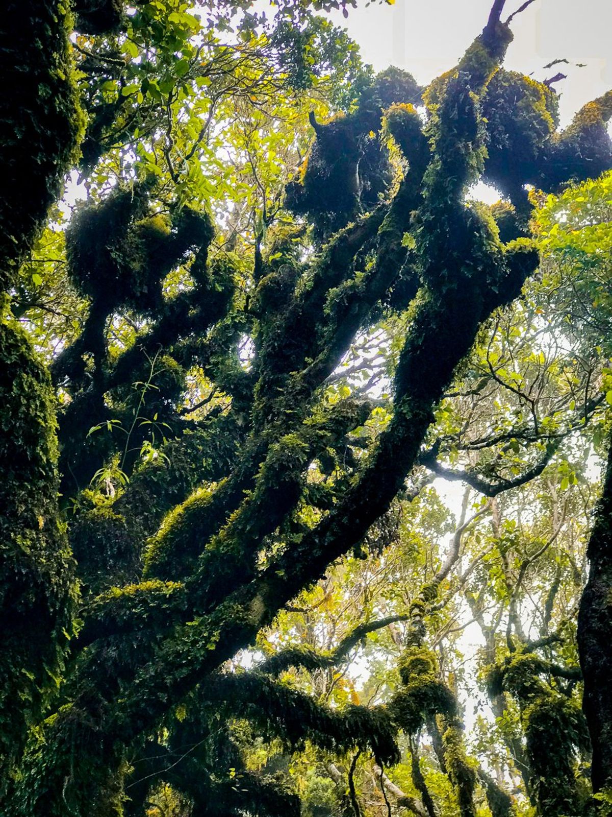 Goblin Forest | Egmont National Park - New Zealand Trip Ideas