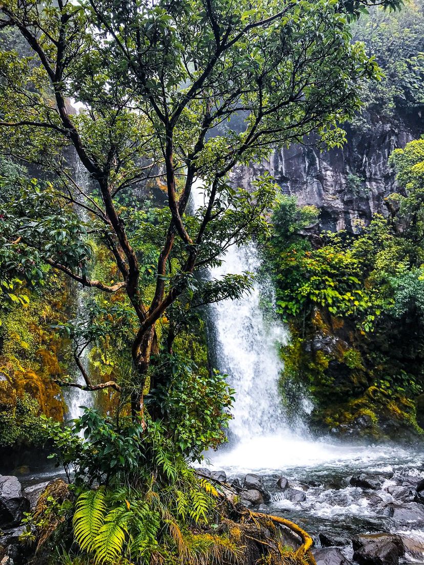 Dawson Falls Track | Te Papakura O Taranaki - New Zealand Trip Ideas