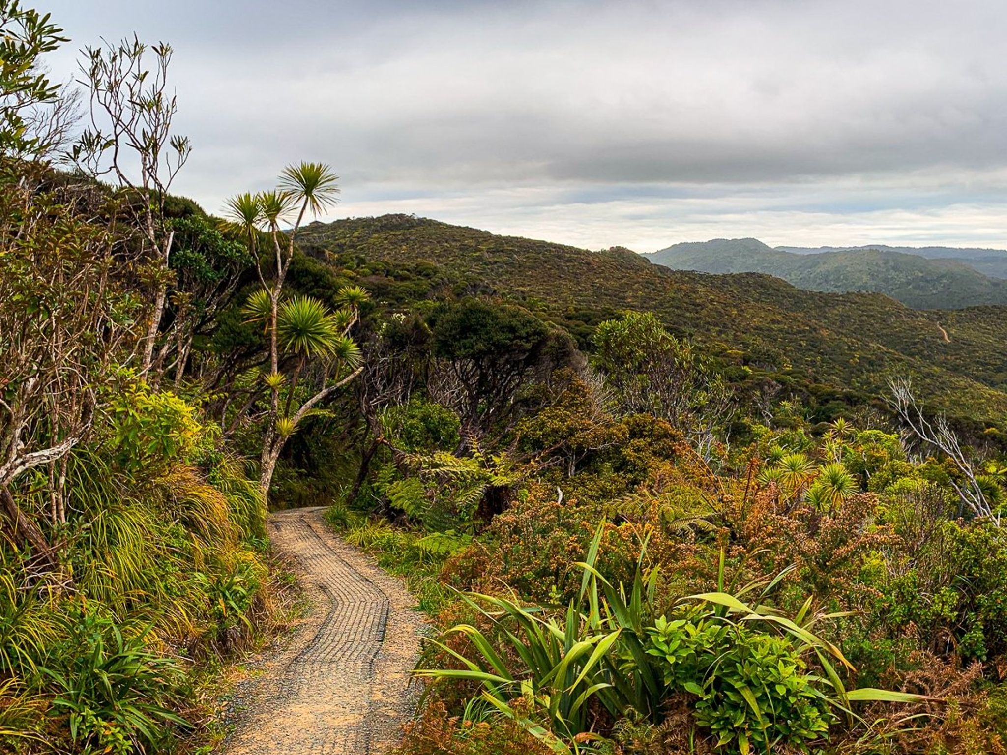 Mercer Bay Loop | West Auckland - New Zealand Trip Ideas