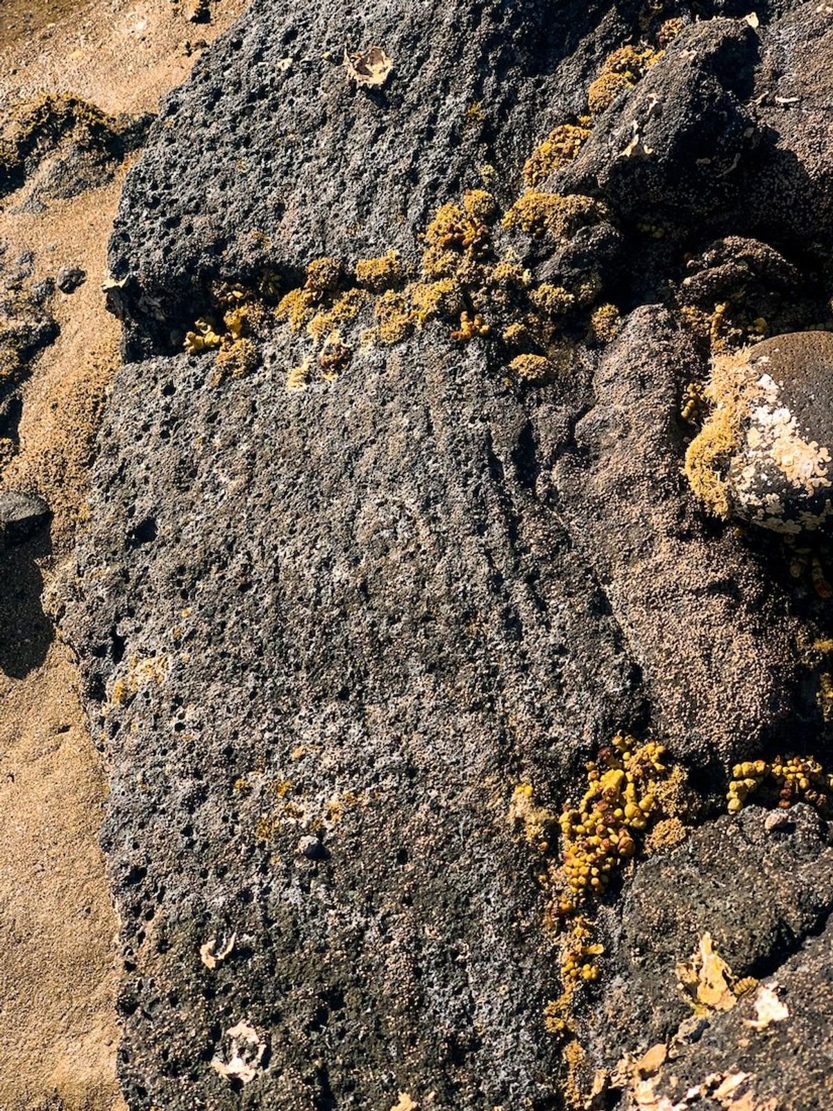 North Shore Coastal Walk, Takapuna to Milford | Blog - New Zealand Trip ...