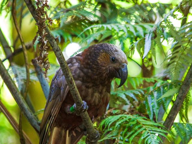 Tiritiri Matangi Island | Hauraki Gulf Islands - New Zealand Trip Ideas