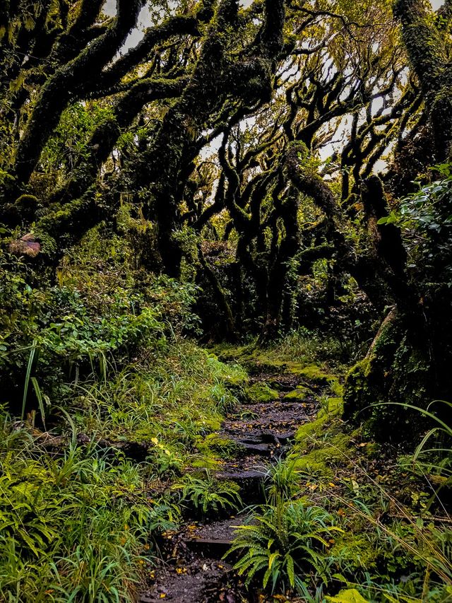 Goblin Forest | Egmont National Park - New Zealand Trip Ideas