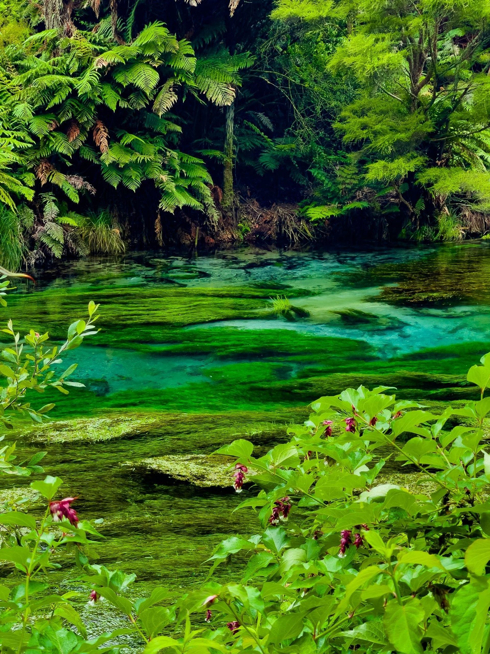 Te Waihou Blue Springs | Hamilton - New Zealand Trip Ideas