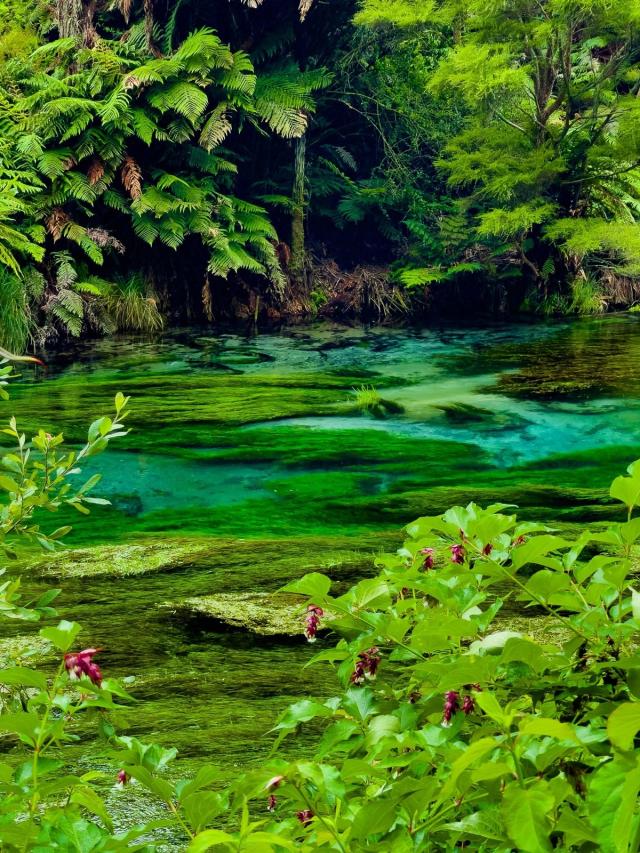 Te Waihou Blue Springs | Southern Waikato - New Zealand Trip Ideas