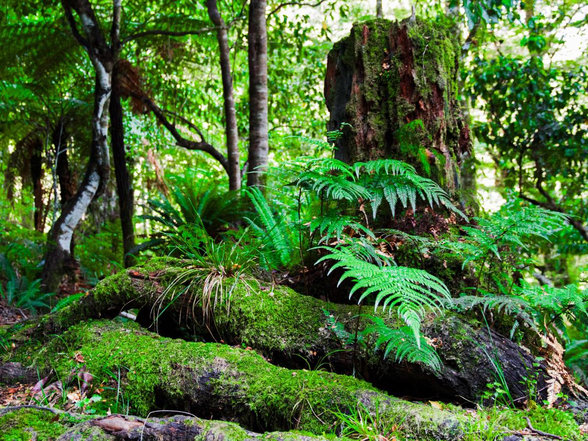 Te Urewera | Te Urawera - New Zealand Trip Ideas