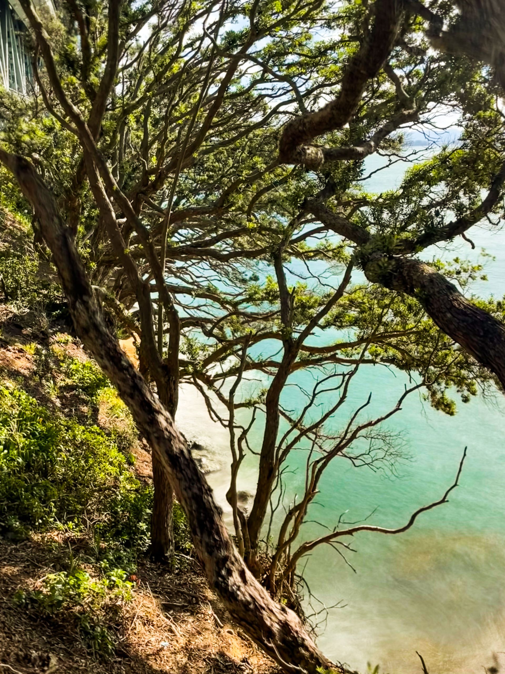 The Gems of the North Shore's Waitematā Coast | Blog - New Zealand Trip ...