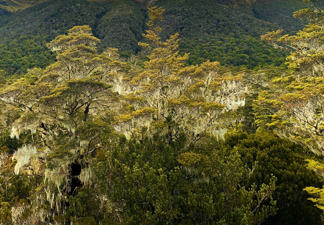 Lewis Pass | West Coast North - New Zealand Trip Ideas