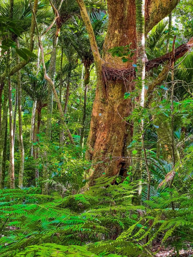 Ecology Trail | East Auckland - New Zealand Trip Ideas