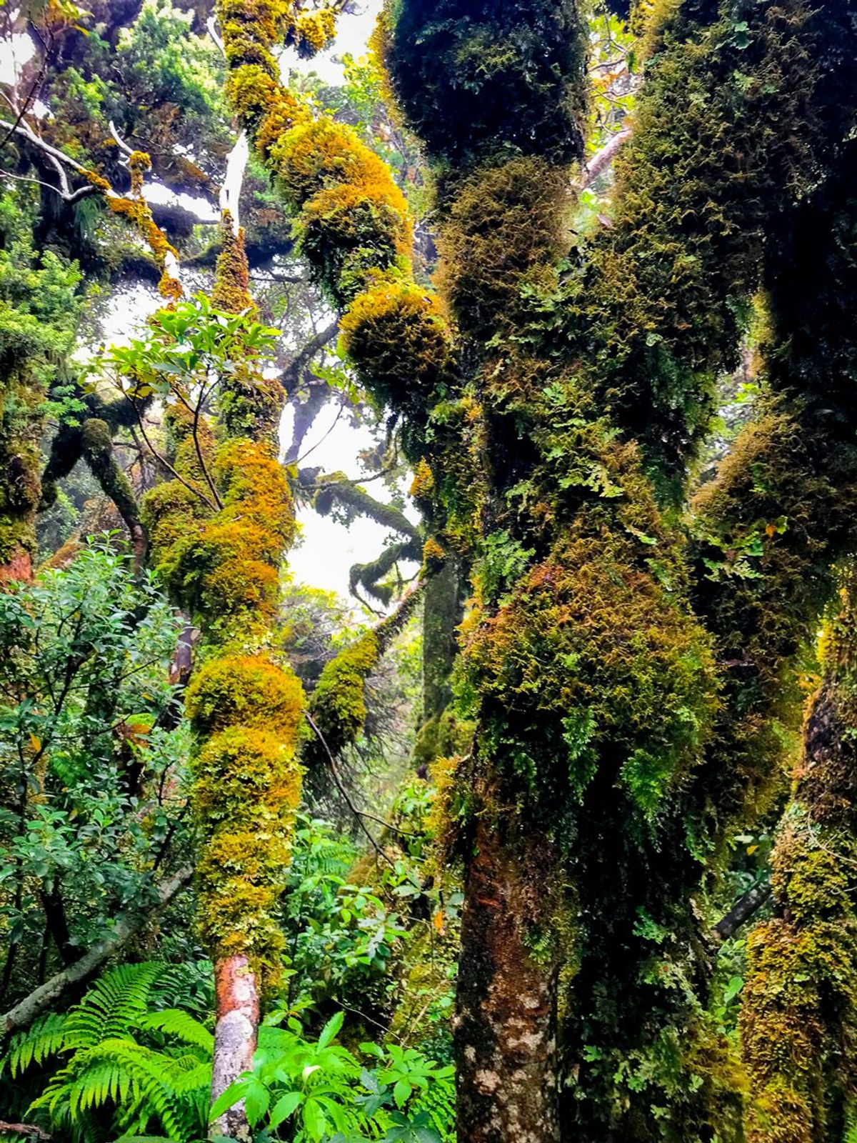 Goblin Forest | Egmont National Park - New Zealand Trip Ideas
