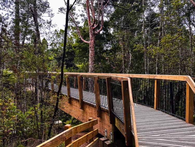 Kauri Glen Reserve | North Auckland - New Zealand Trip Ideas