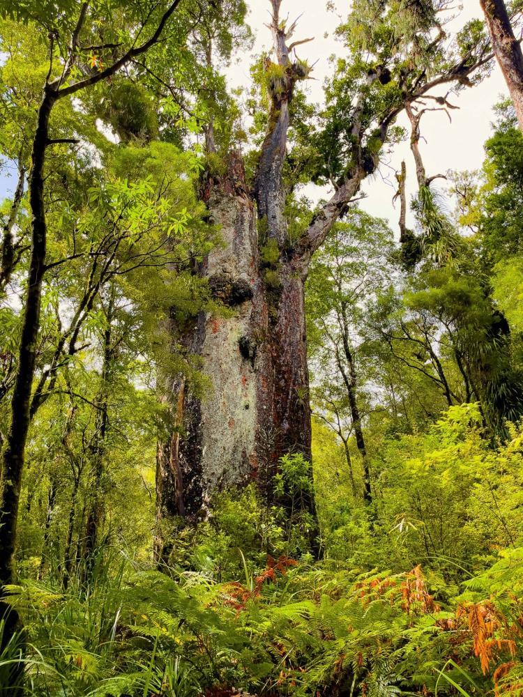 Waipoua Forest | Kauri Coast - New Zealand Trip Ideas
