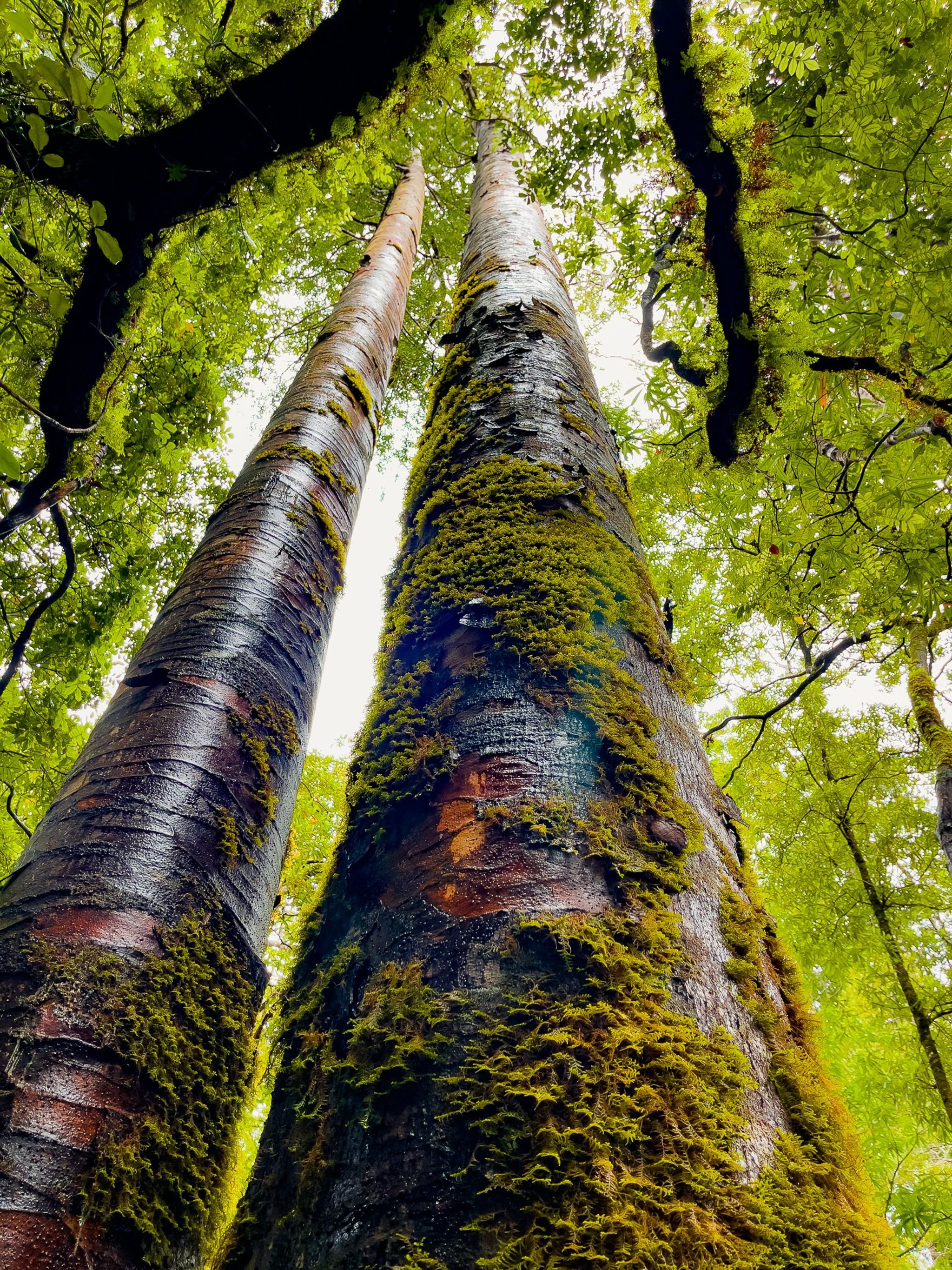 Te Matua Ngahere | Kauri Coast - New Zealand Trip Ideas