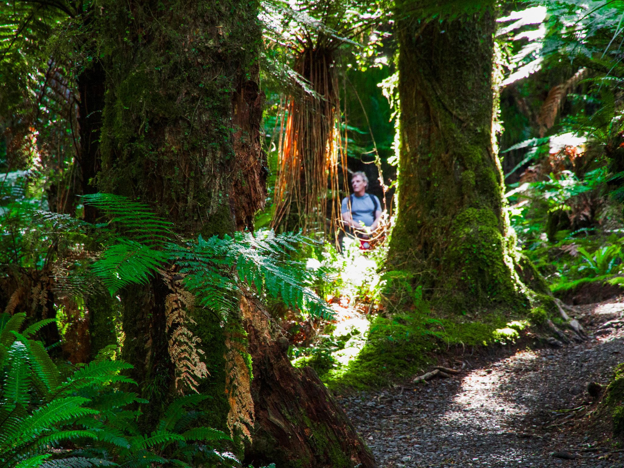 Te Urewera | Te Urawera - New Zealand Trip Ideas
