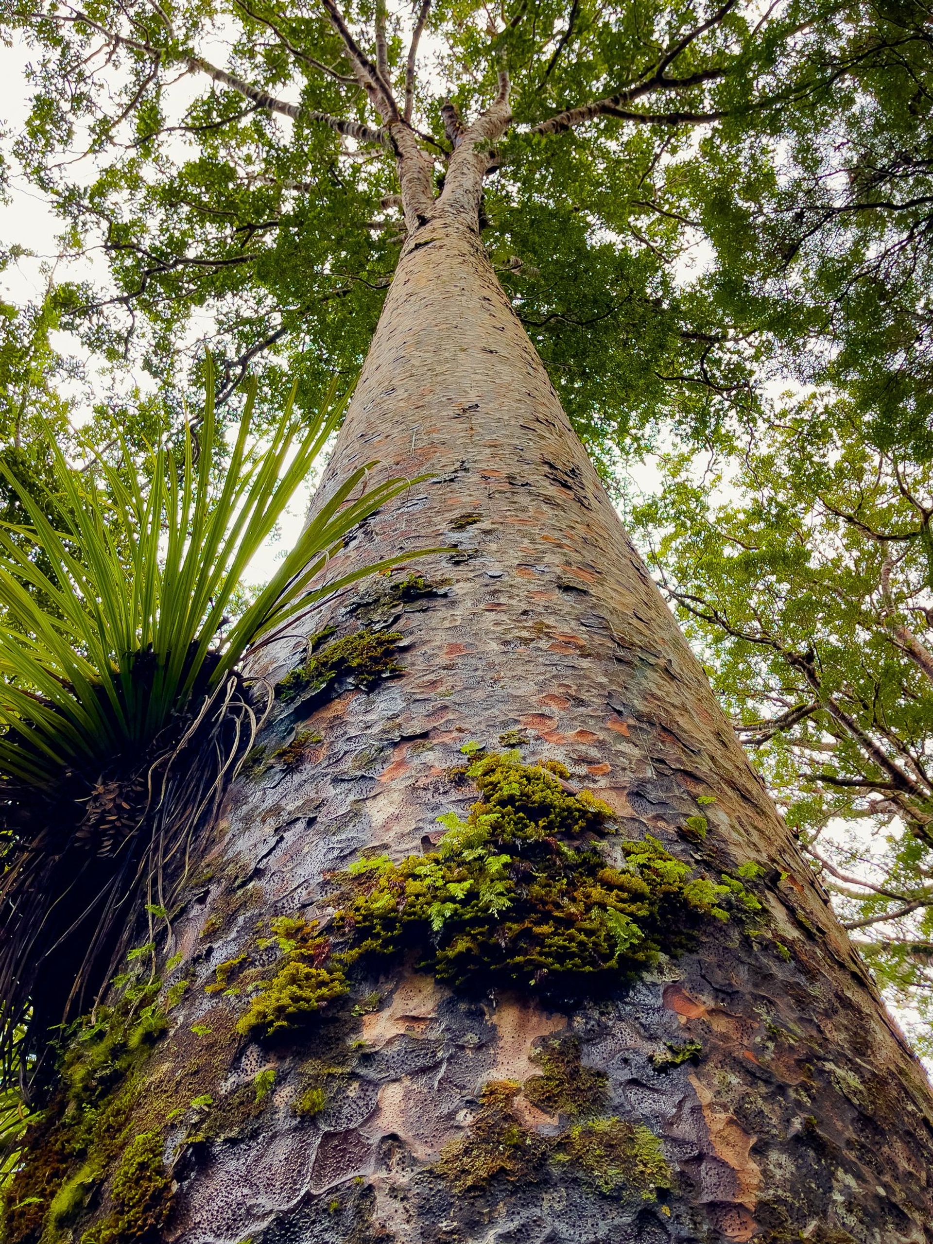 Te Matua Ngahere | Kauri Coast - New Zealand Trip Ideas