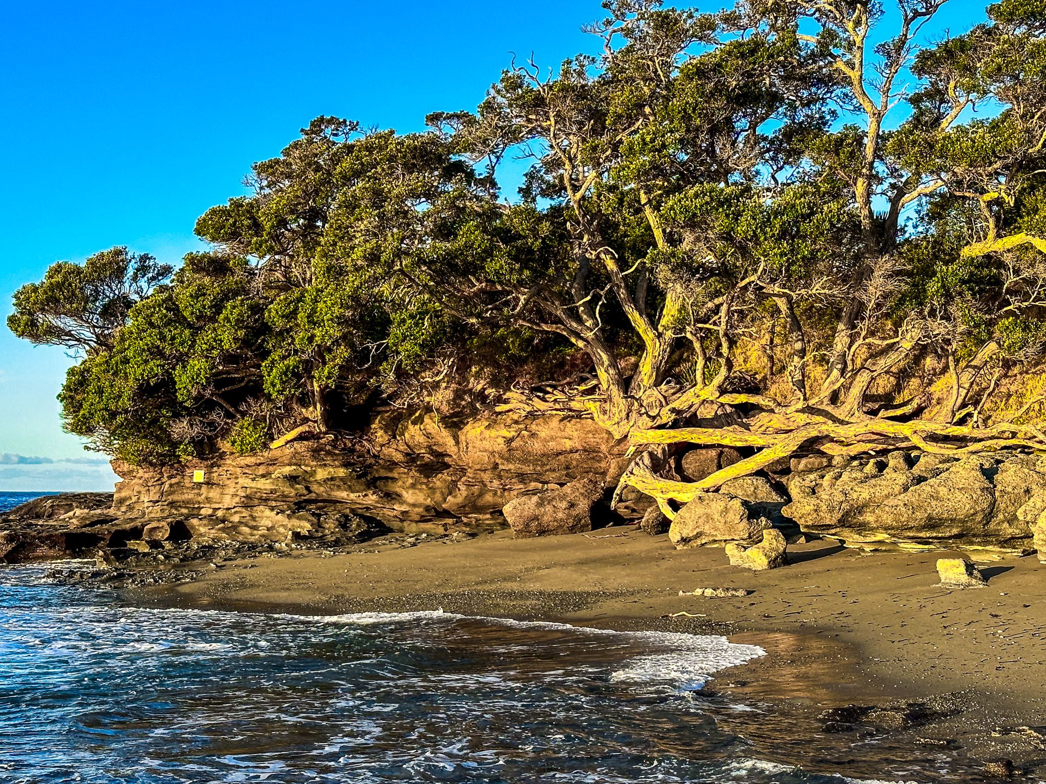 Goat Island | North Auckland - New Zealand Trip Ideas