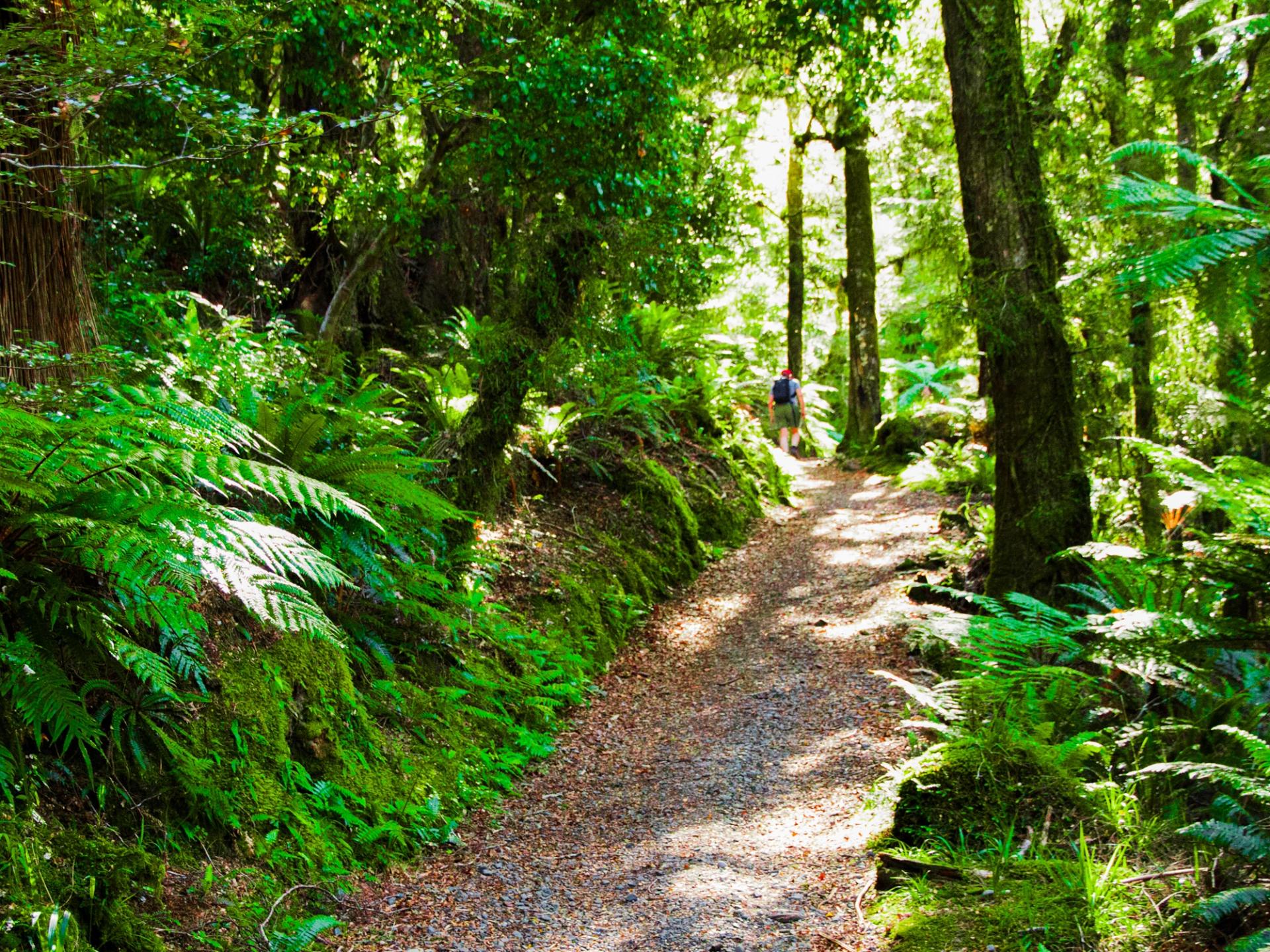 Te Urewera | Te Urawera - New Zealand Trip Ideas