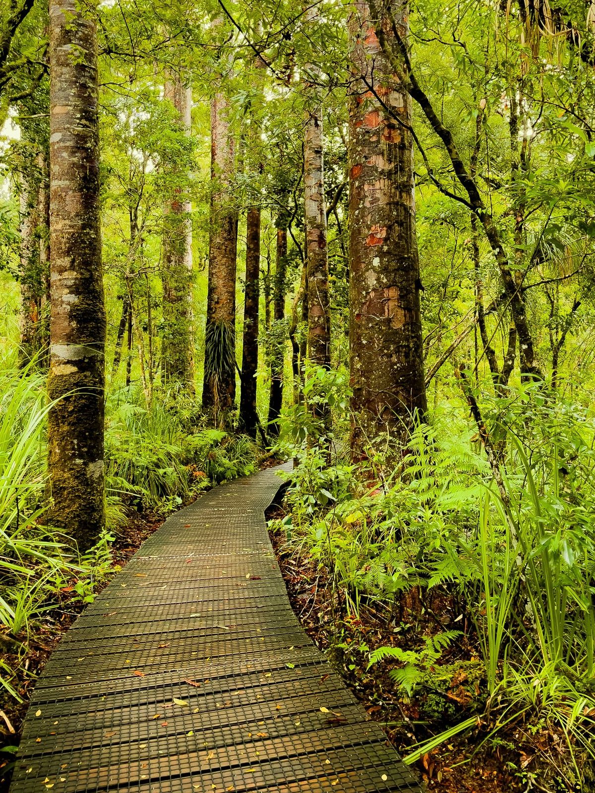Waipoua Forest | Kauri Coast - New Zealand Trip Ideas