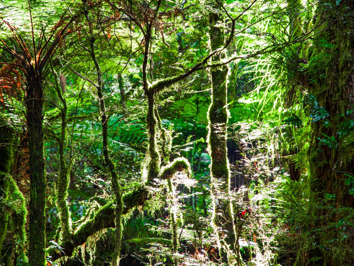 Te Urewera | Te Urawera - New Zealand Trip Ideas