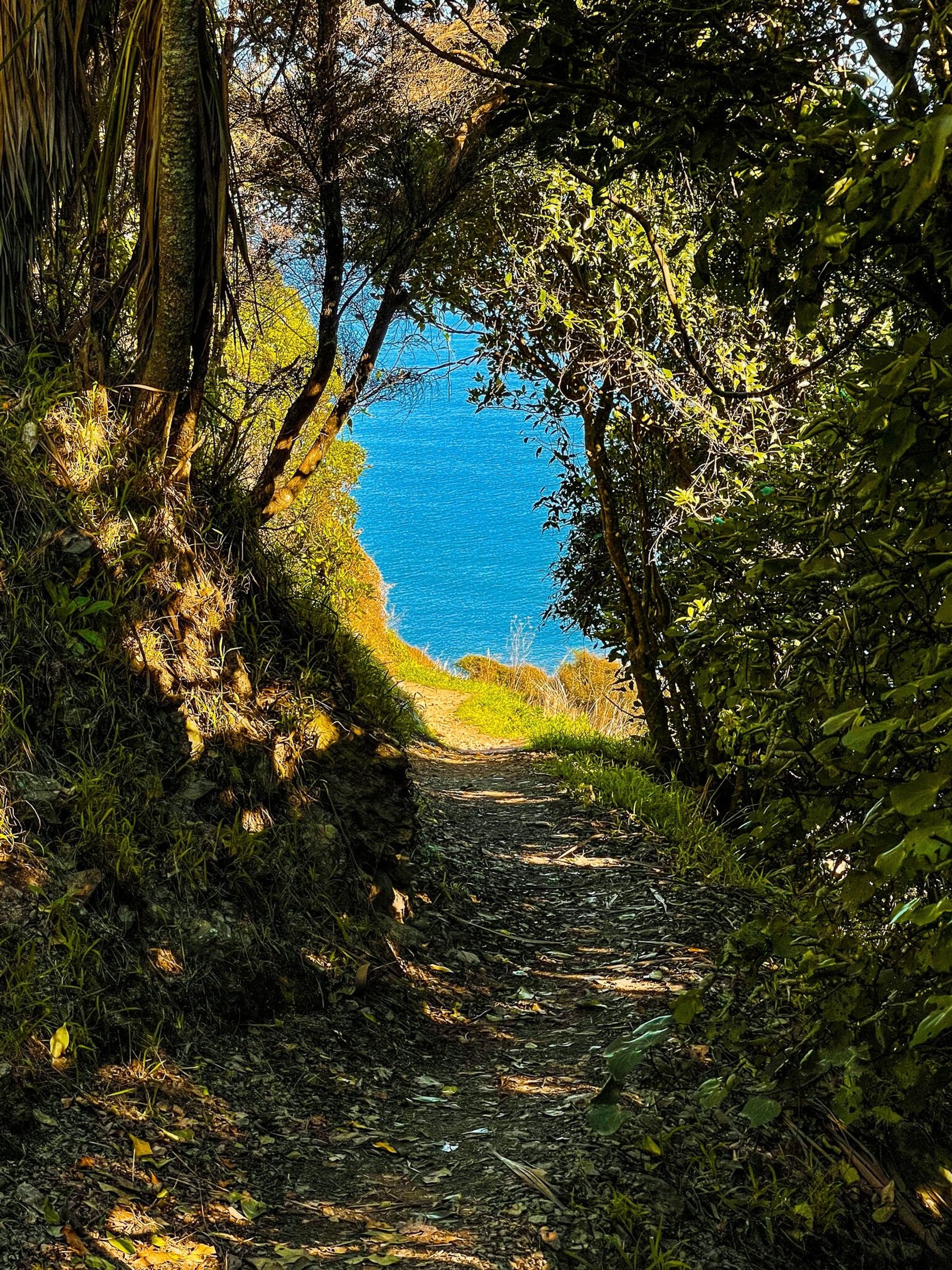Paekākāriki Escarpment Track | Kāpiti Coast - New Zealand Trip Ideas