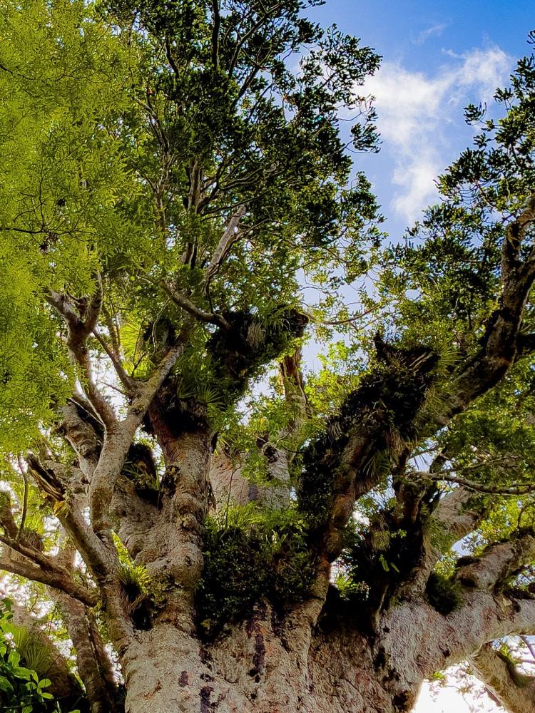 Tāne Mahuta | Kauri Coast - New Zealand Trip Ideas