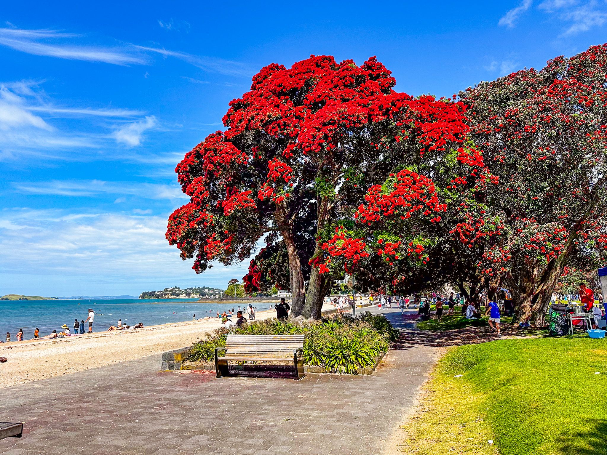 Mission Bay | Central Auckland - New Zealand Trip Ideas