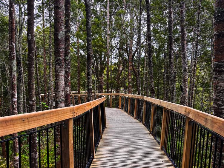 North Shore's Hidden Forest Reserves and Scenic Walks | Blog - New ...