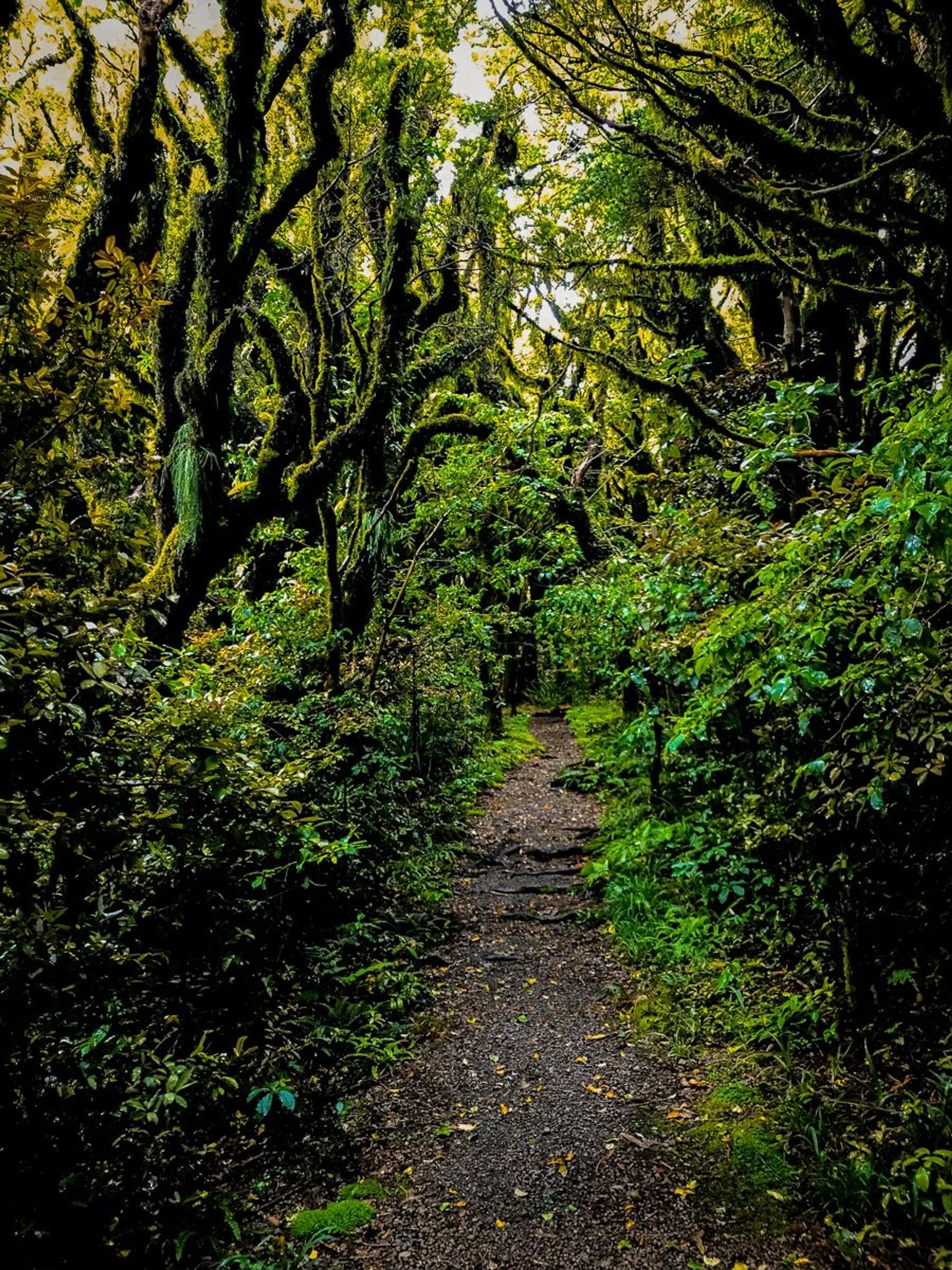 Goblin Forest | Egmont National Park - New Zealand Trip Ideas