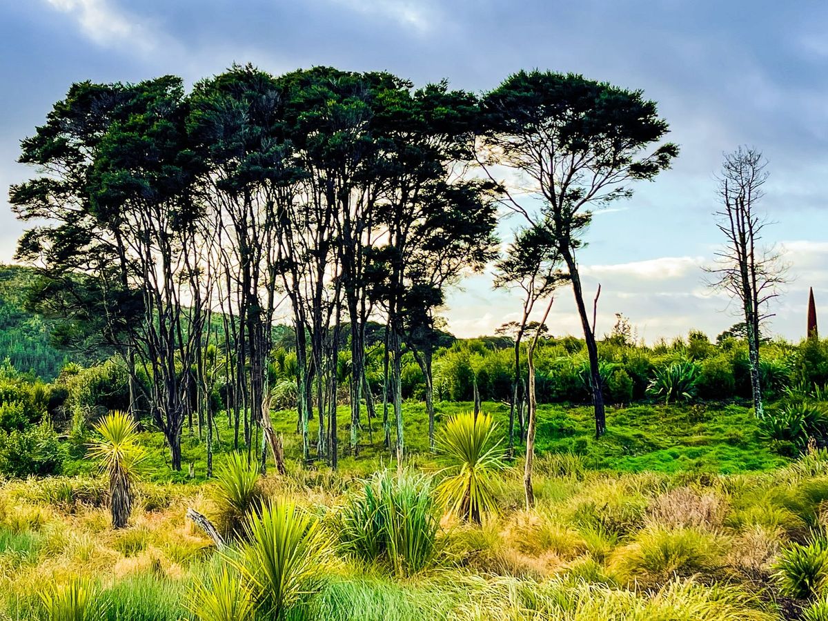 Taupiri Pass Scientific Reserve | Hauraki - New Zealand Trip Ideas