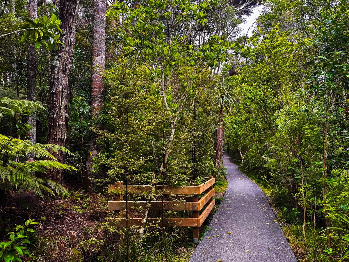 North Shore's Hidden Forest Reserves and Scenic Walks | Blog - New ...