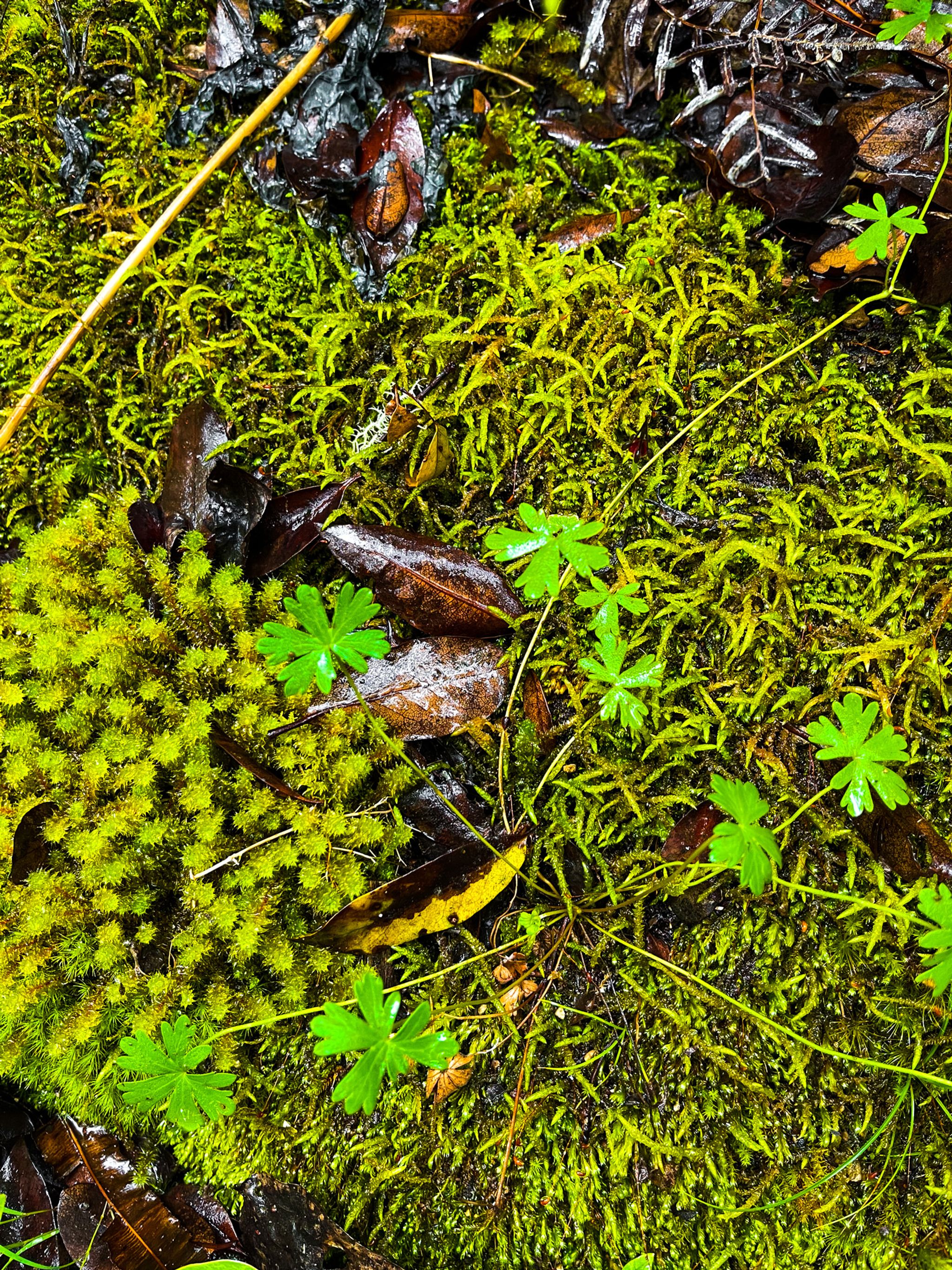 Pureora Forest Park | Southern Waikato - New Zealand Trip Ideas