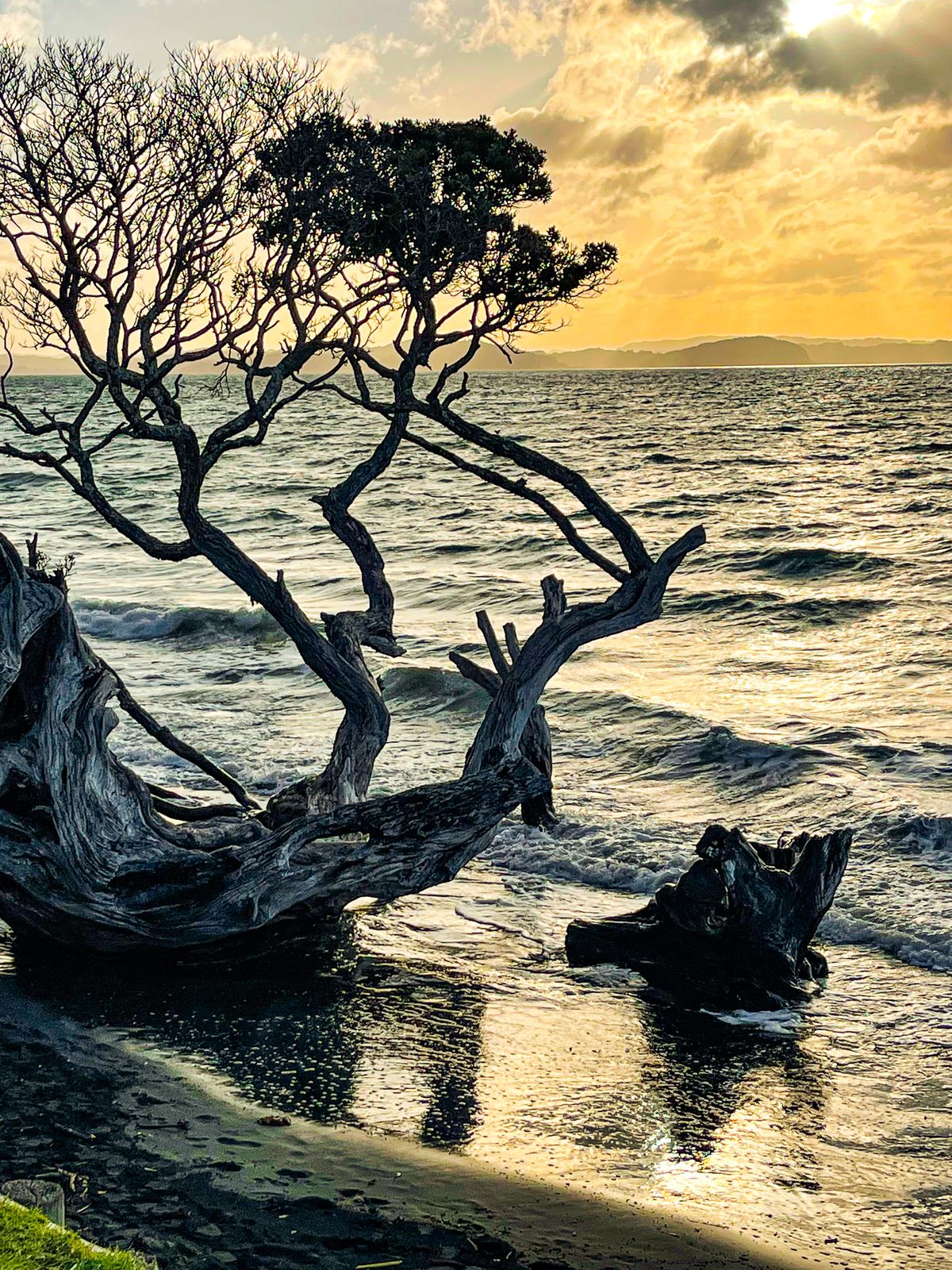 Army Bay | East Auckland - New Zealand Trip Ideas