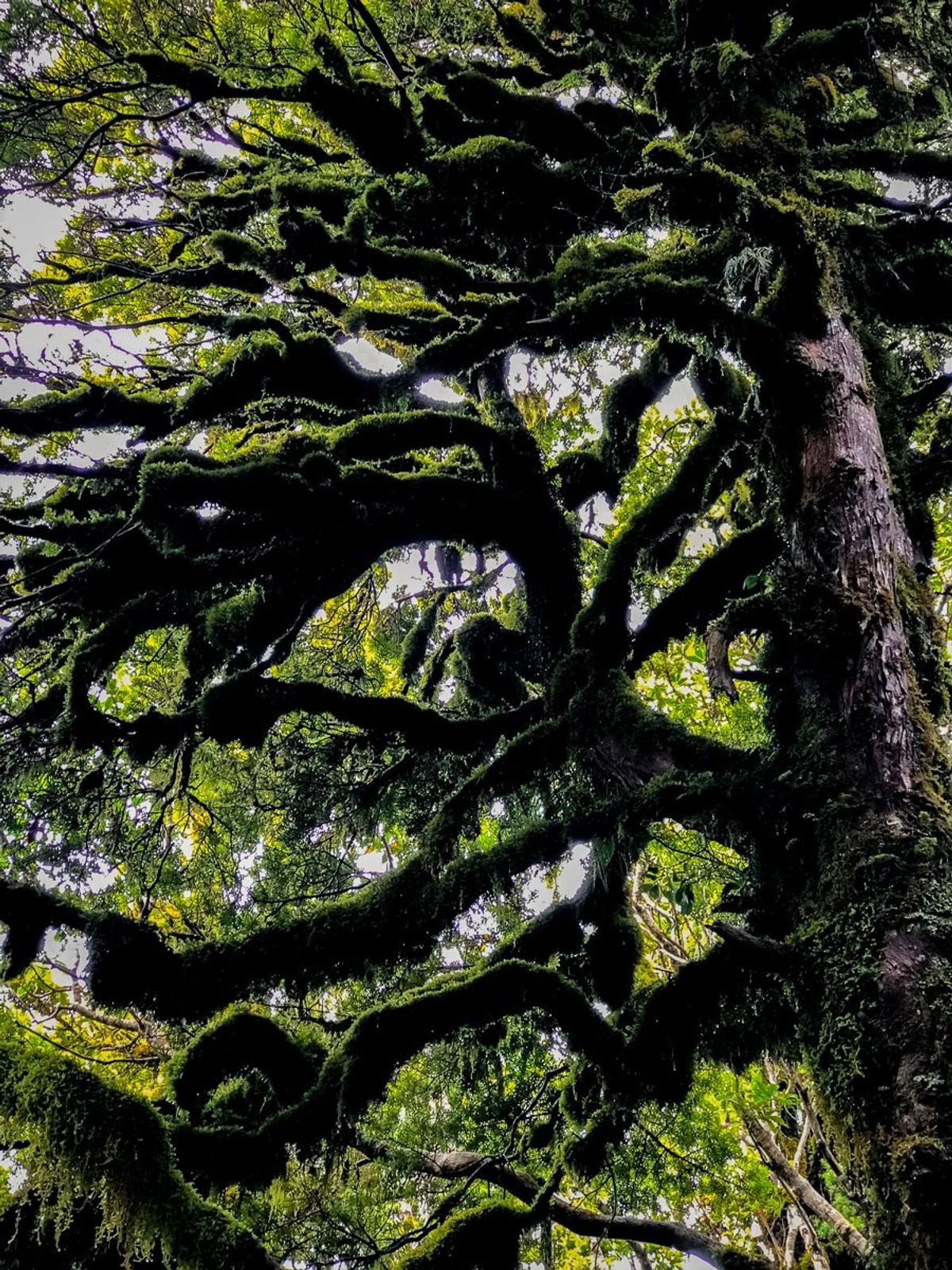 Goblin Forest | Egmont National Park - New Zealand Trip Ideas