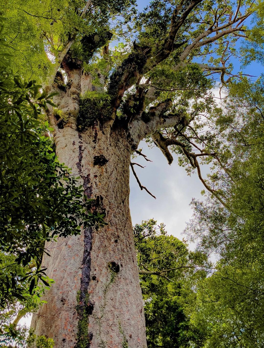 Tāne Mahuta | Kauri Coast - New Zealand Trip Ideas