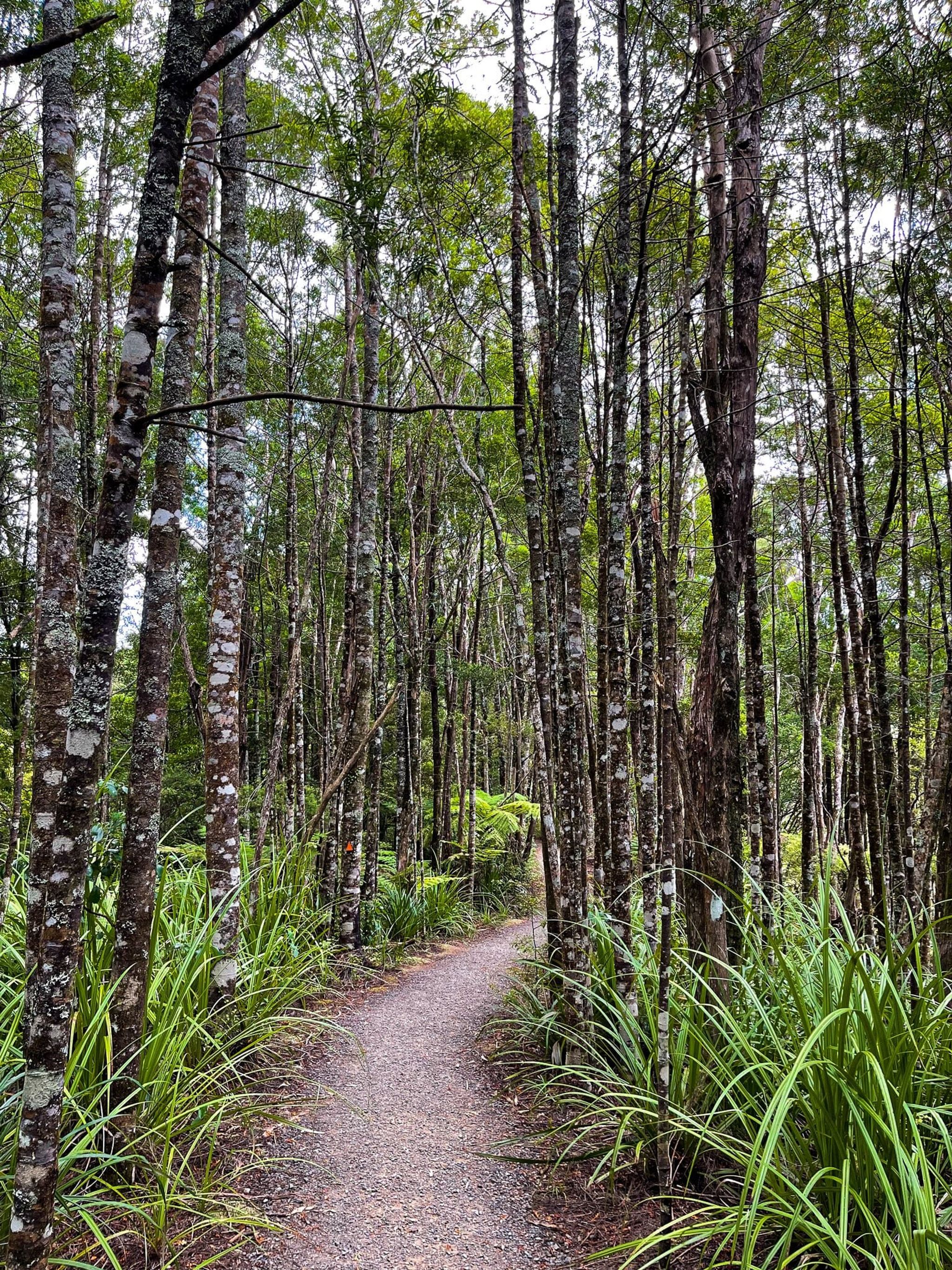 Hunua Ranges | South Auckland - New Zealand Trip Ideas