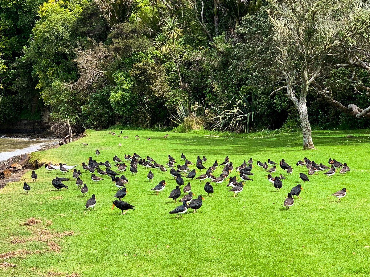 Exploring the beaches of the Manukau Harbour | Blog - New Zealand Trip ...