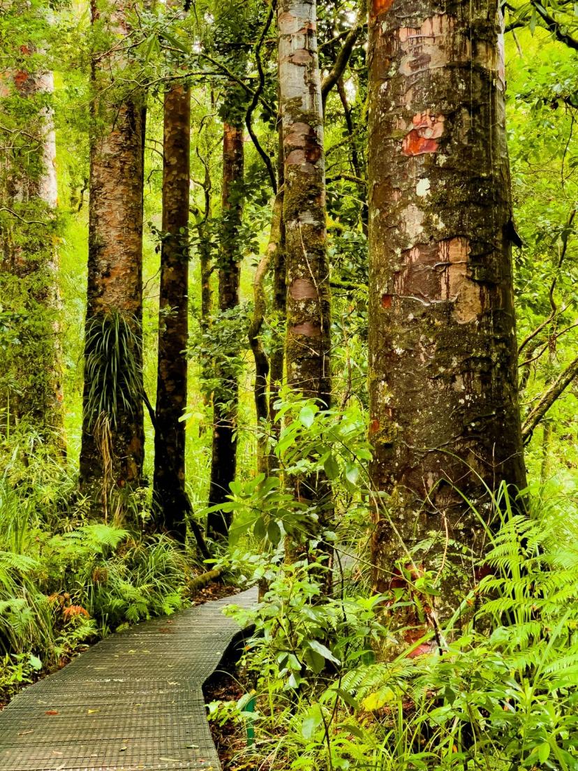 Waipoua Forest | Kauri Coast - New Zealand Trip Ideas