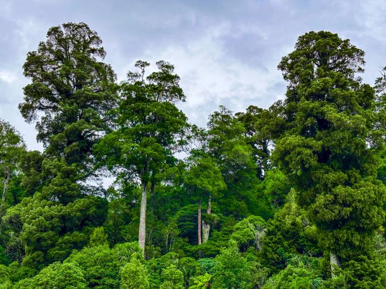 Pureora Forest Park | Southern Waikato - New Zealand Trip Ideas