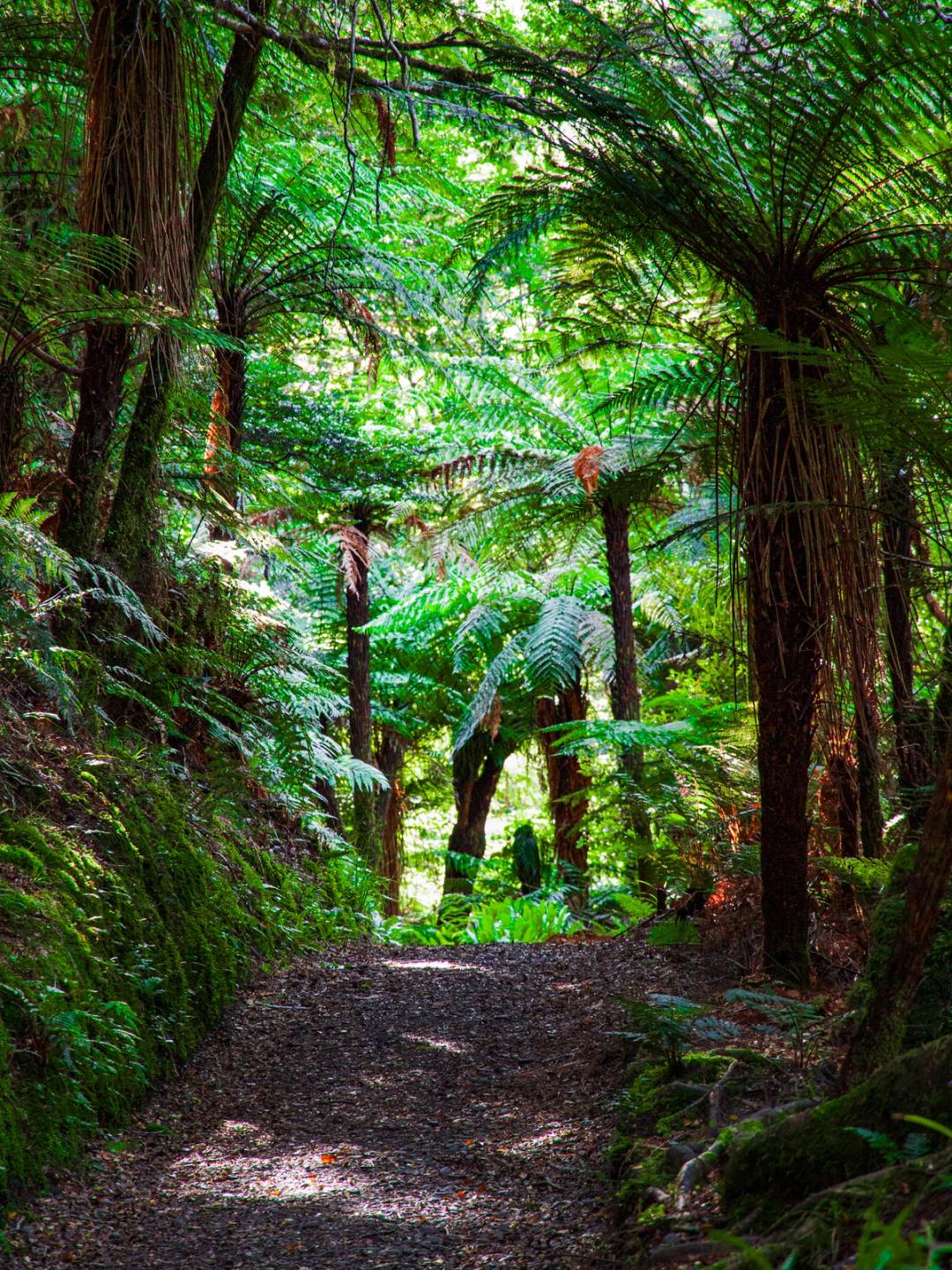 Te Urewera | Te Urawera - New Zealand Trip Ideas