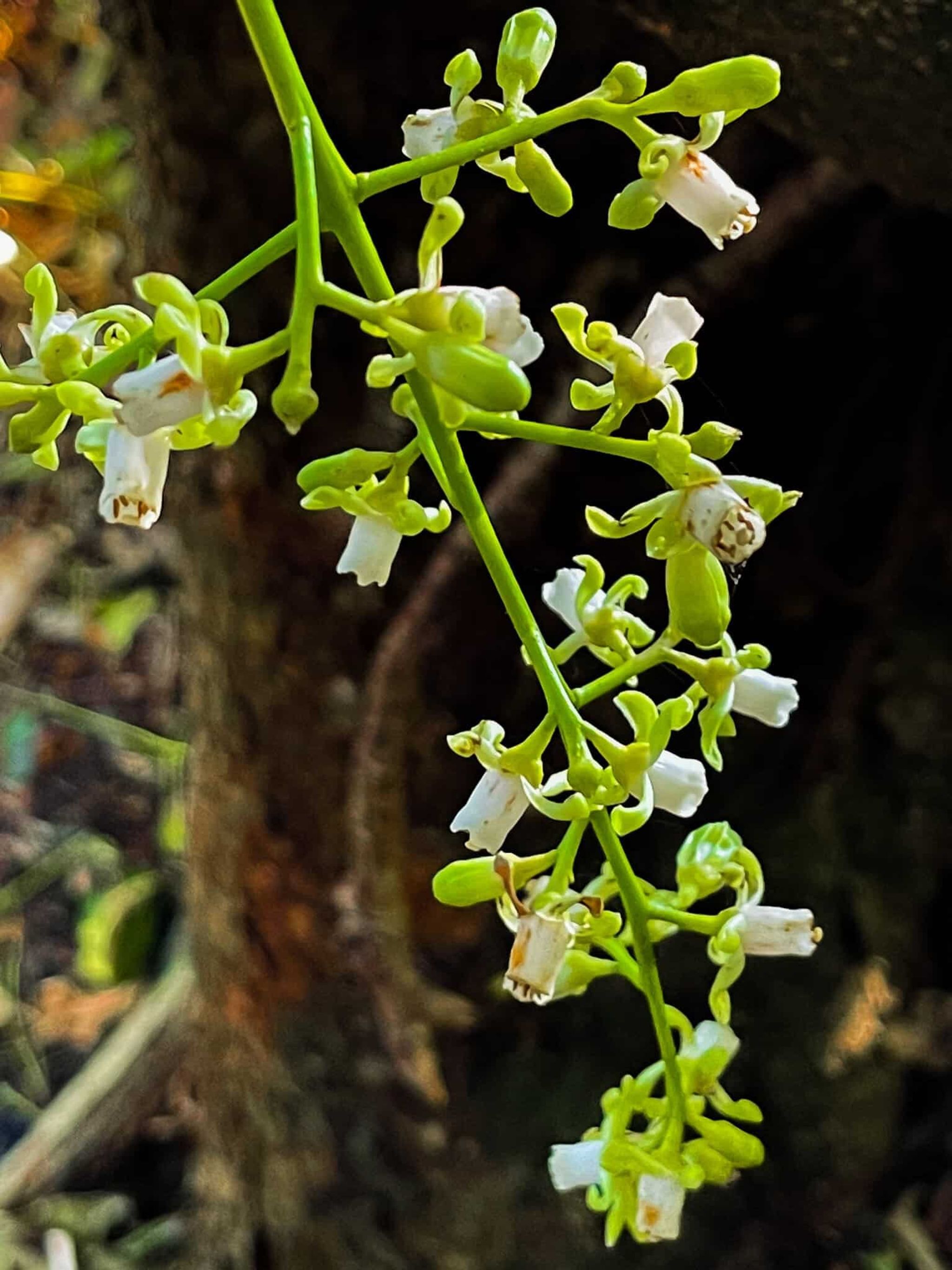 Paekākāriki Escarpment Track | Kāpiti Coast - New Zealand Trip Ideas