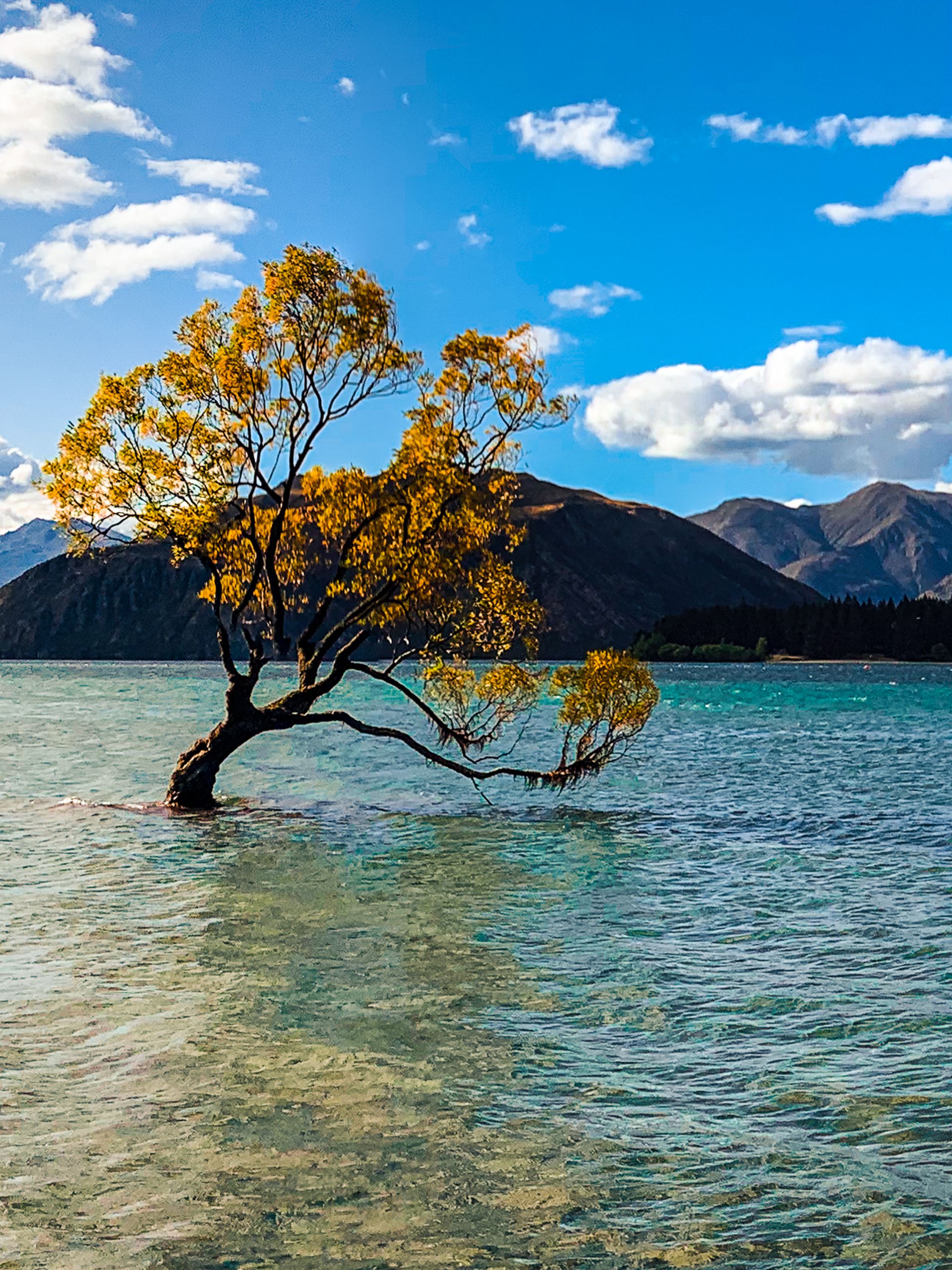 That Wānaka Tree | Queenstown Lakes - New Zealand Trip Ideas