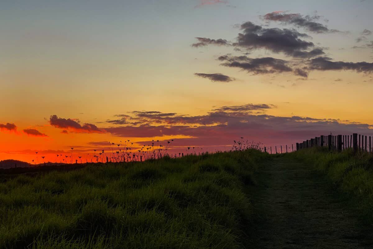 A Wander Around Beautiful Long Bay Regional Park | Blog - New Zealand ...