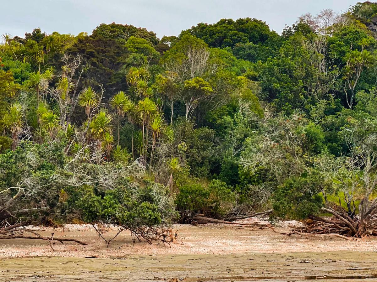 Ōmana Beach | East Auckland - New Zealand Trip Ideas