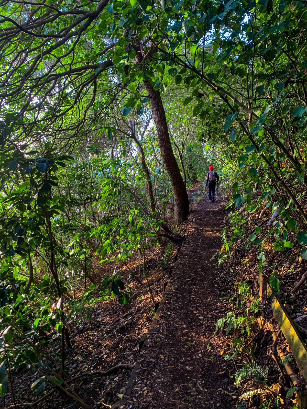 Mount Eden Maungawhau | Central Auckland - New Zealand Trip Ideas