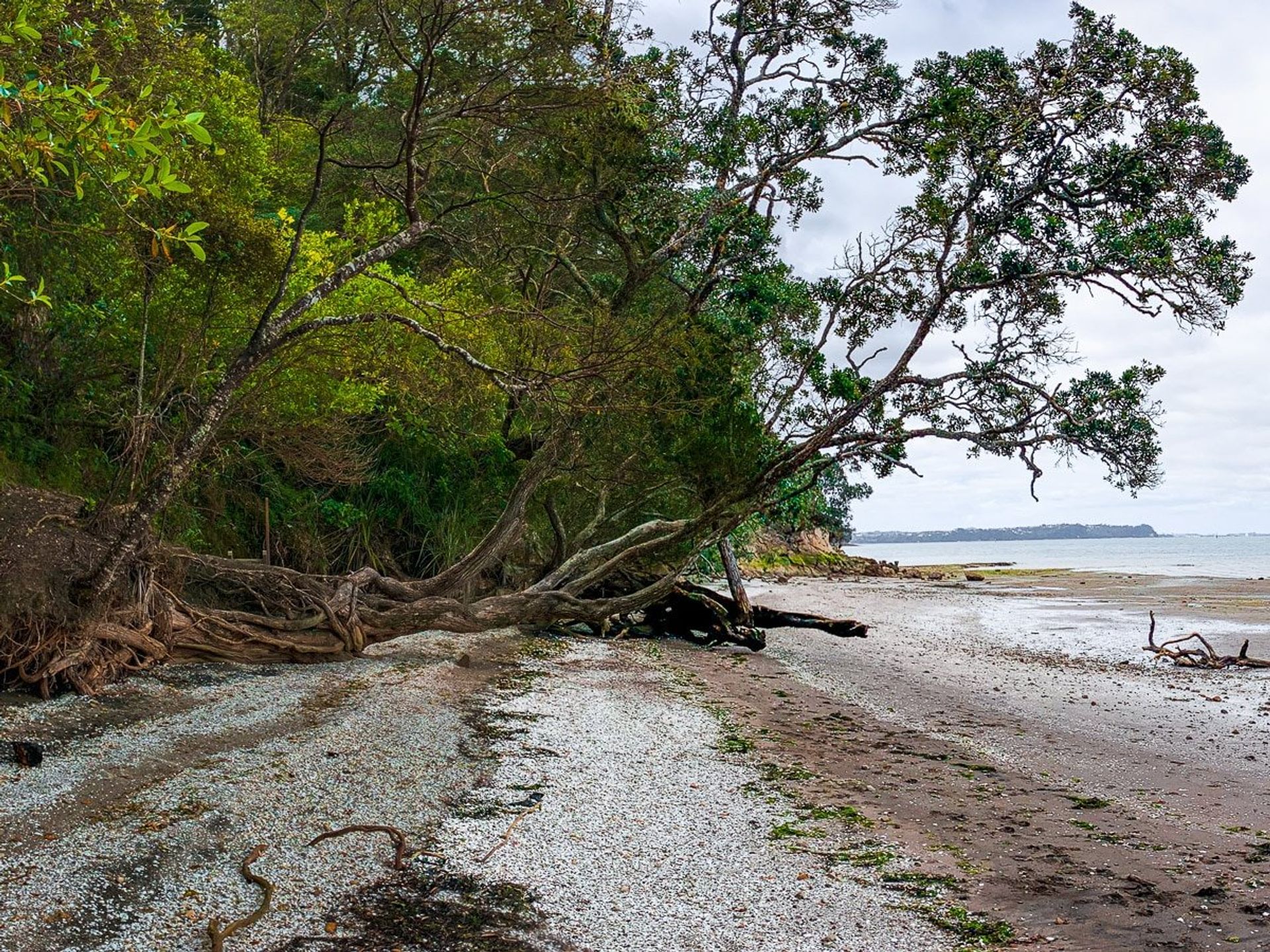 Waitakere Walking Tracks, part 1 | Blog - New Zealand Trip Ideas