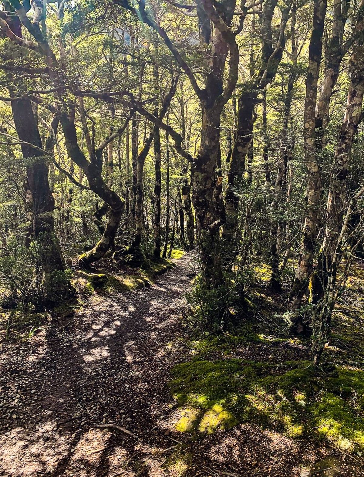 Lewis Pass | West Coast North - New Zealand Trip Ideas