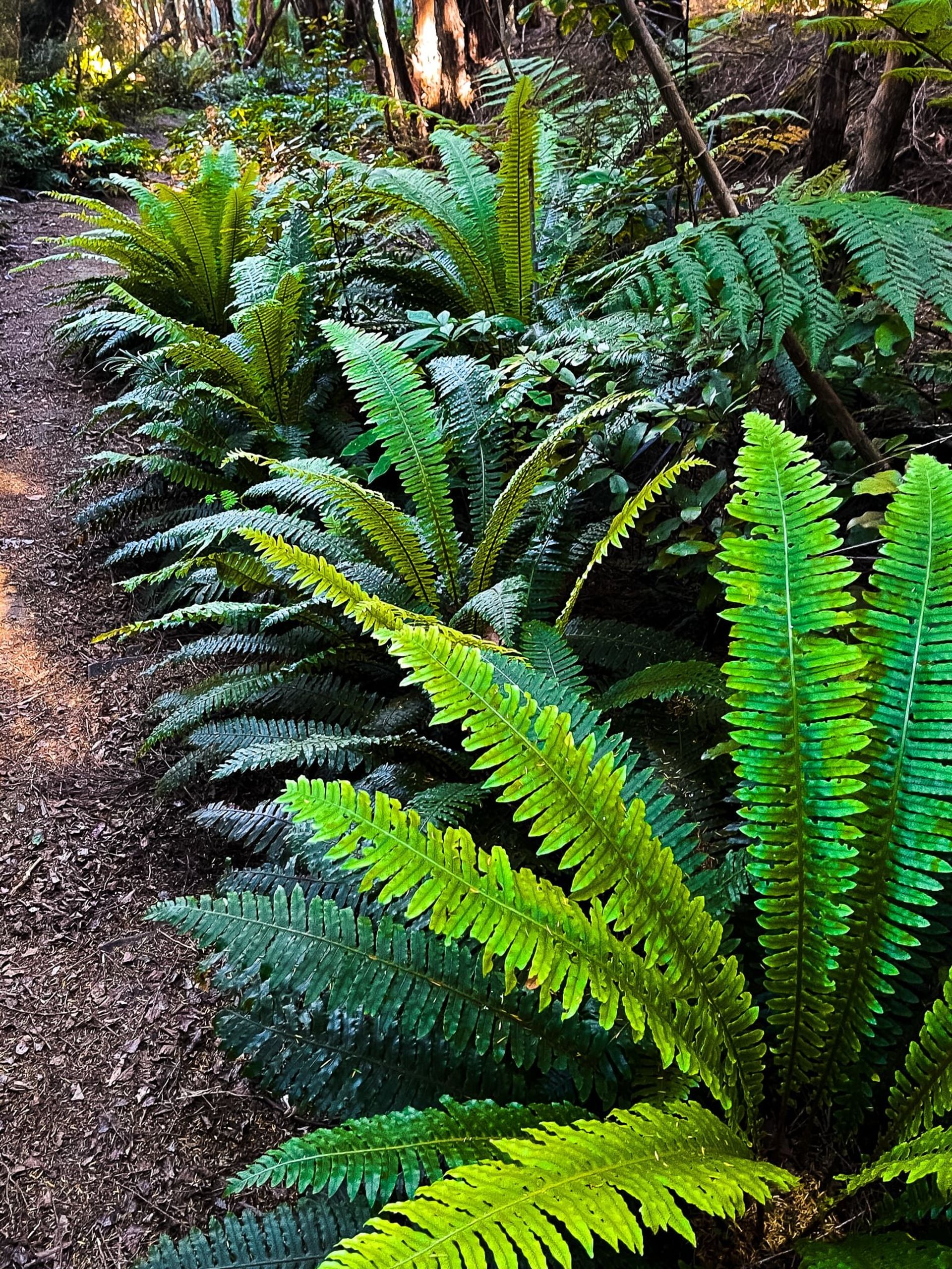 Hinewai Reserve Walks | Banks Peninsula - New Zealand Trip Ideas