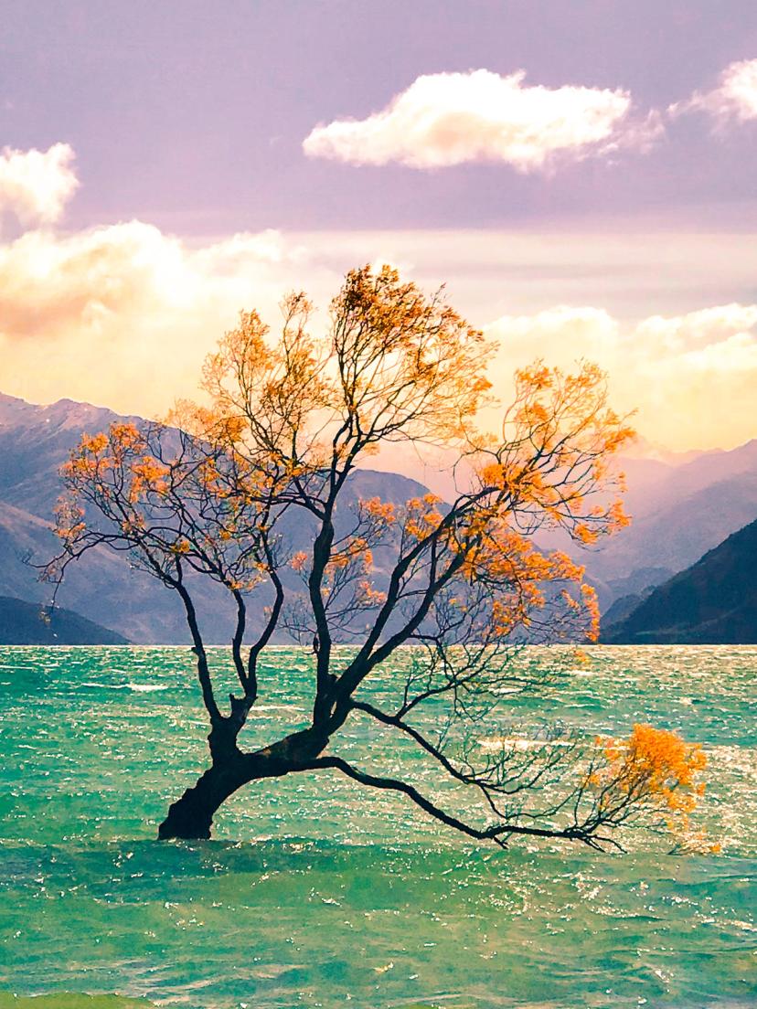 That Wānaka Tree | Queenstown Lakes - New Zealand Trip Ideas